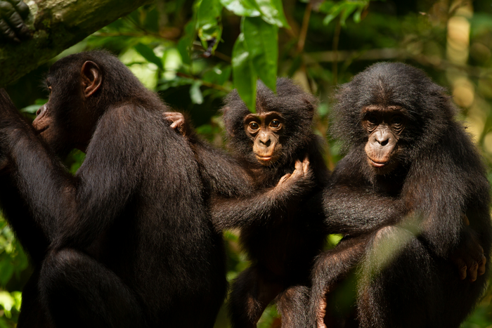 Bonobo family [IMAGE] | EurekAlert! Science News Releases