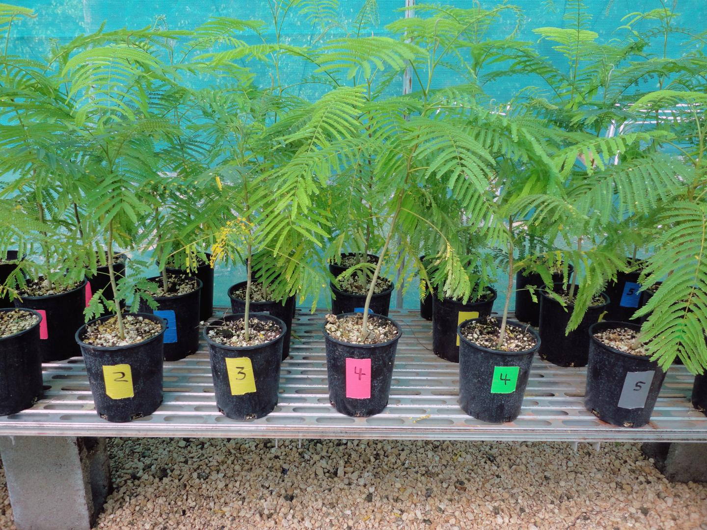 Rare Serianthes nelsonii