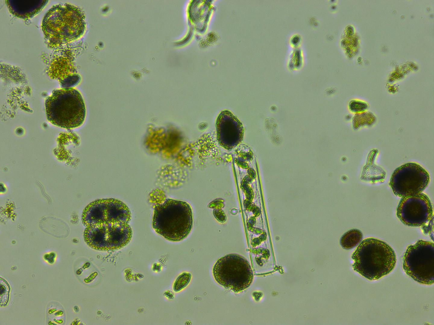 Phytoplankton Like It Hot Warming Boosts Bio Eurekalert