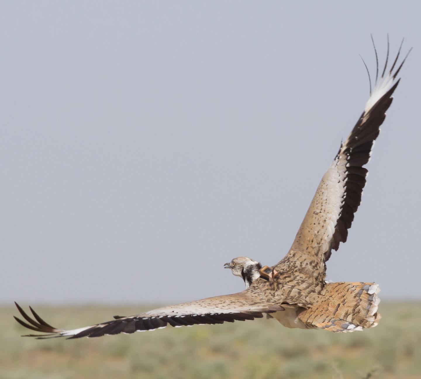 Asian houbara fitted with a sa [IMAGE] | EurekAlert! Science News Releases