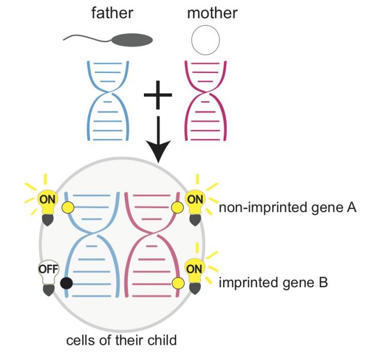 Stepping up the hunt for genetic diseases | EurekAlert!
