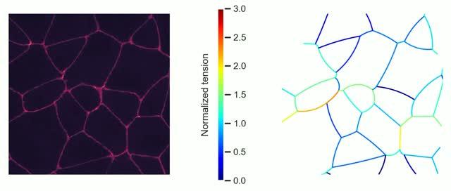 Measuring cell-cell forces using snapshots fr | EurekAlert!