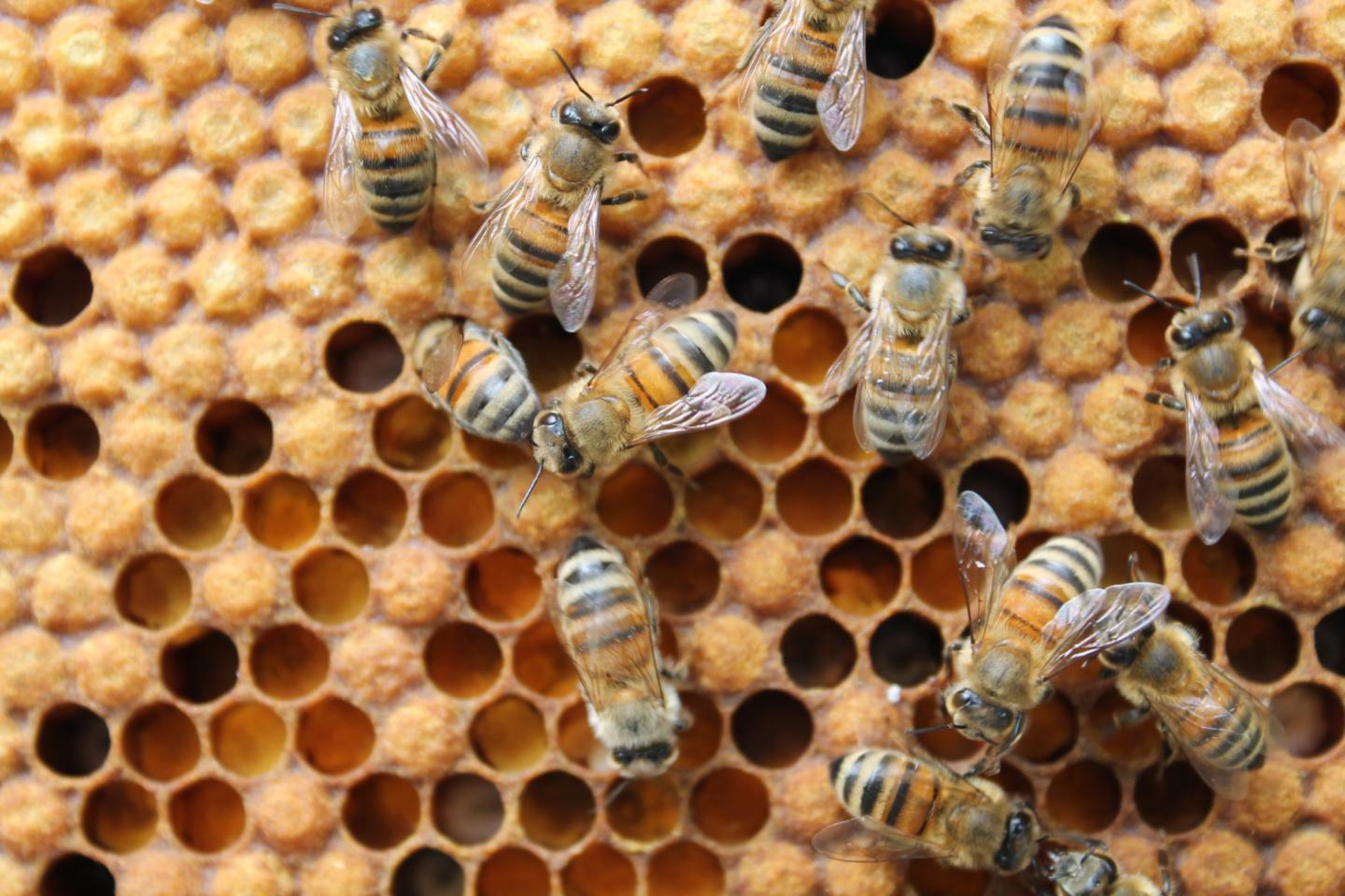 Beebread [IMAGE] | EurekAlert! Science News Releases