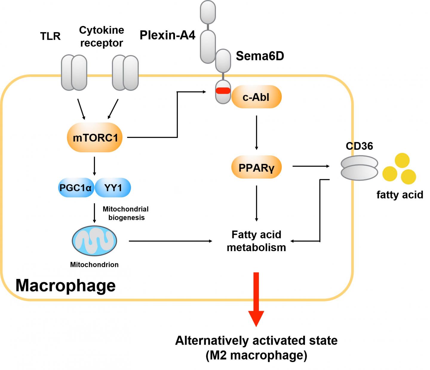 Semaphorin 6D Reverse Signalin [IMAGE] | EurekAlert! Science News Releases