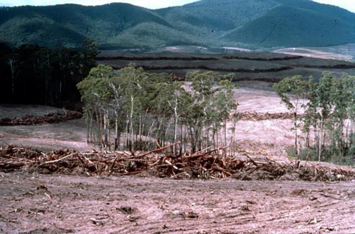 World's Forests at Risk for Habitat Destructi | EurekAlert!