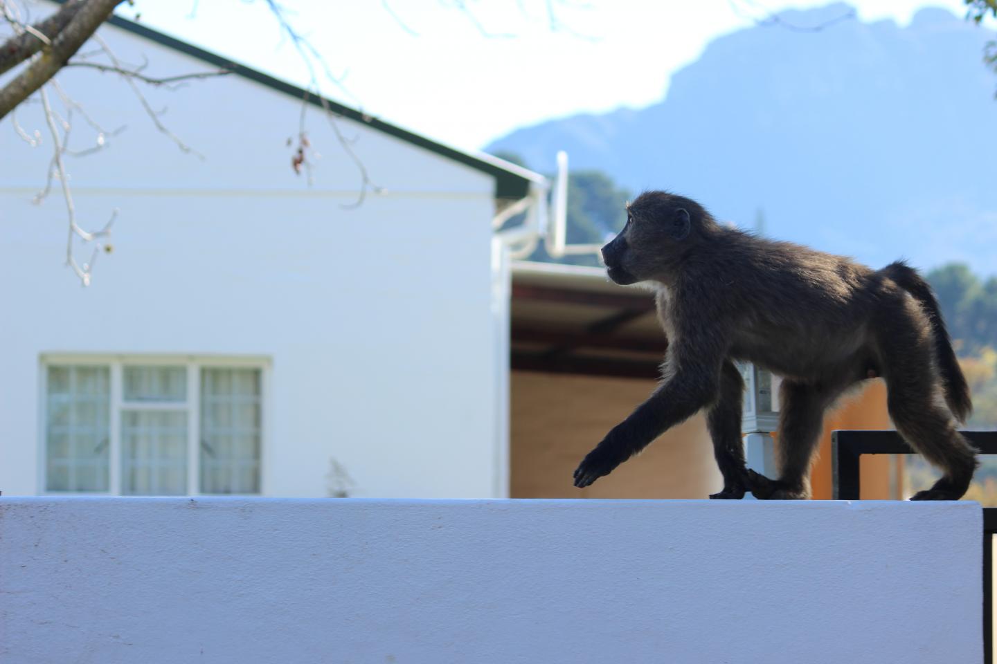 Baboon 2 [IMAGE] | EurekAlert! Science News Releases