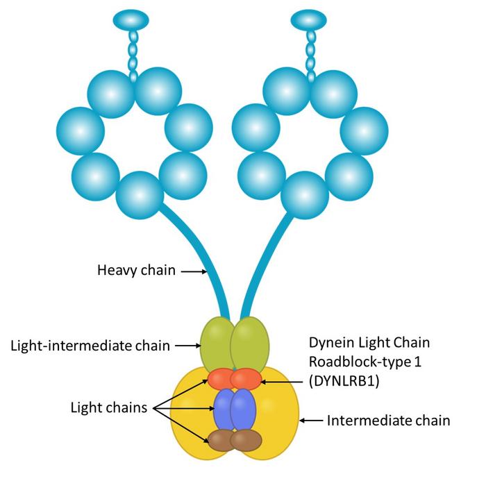 Exploring neurons' molecular highways: how a | EurekAlert!