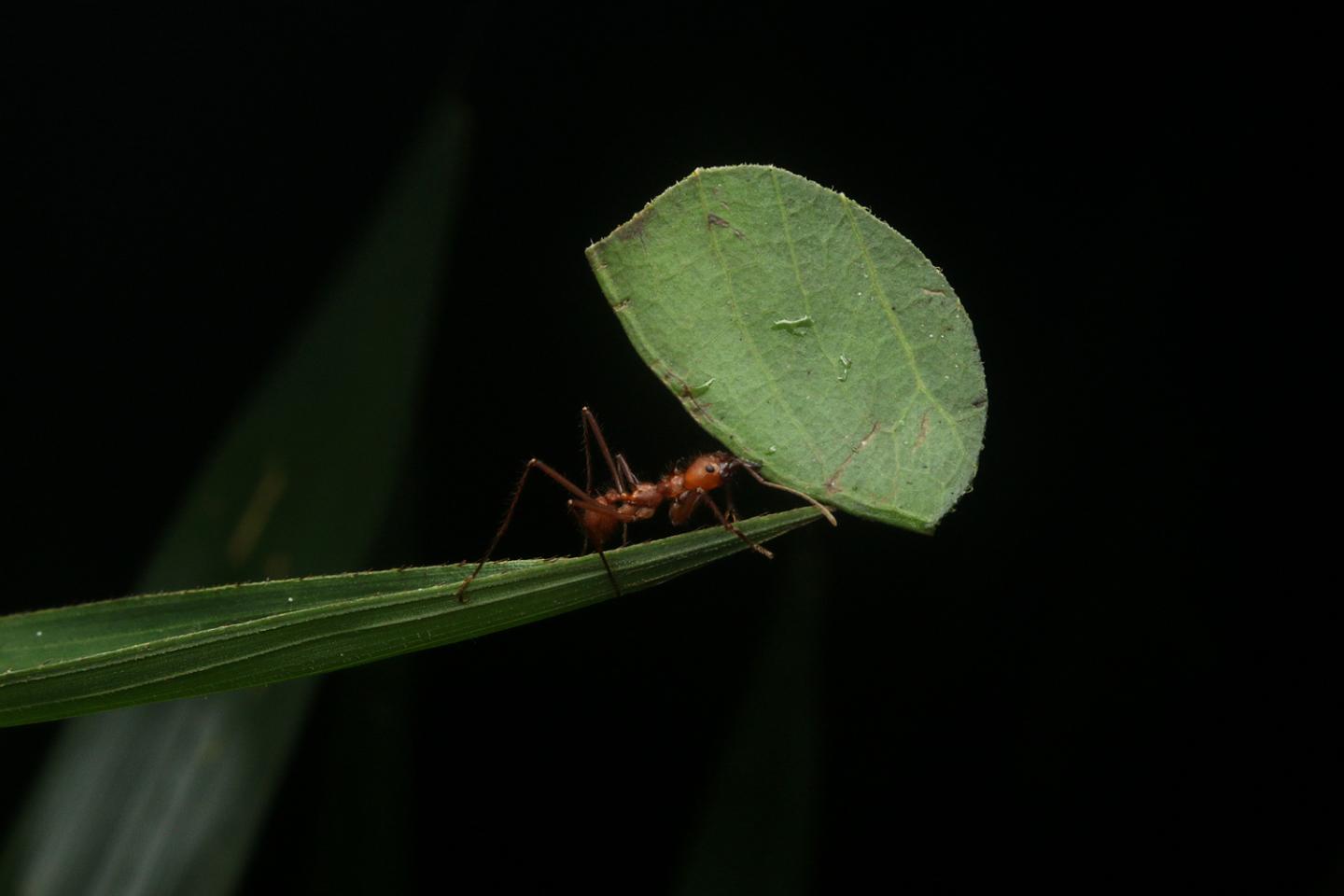 Leafcutter Ant [IMAGE] | EurekAlert! Science News Releases