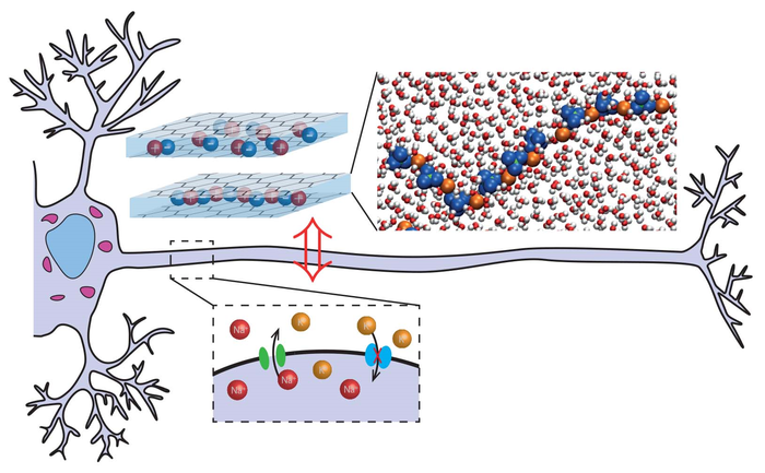 An artificial ionic neuron for tomorrow's ele | EurekAlert!