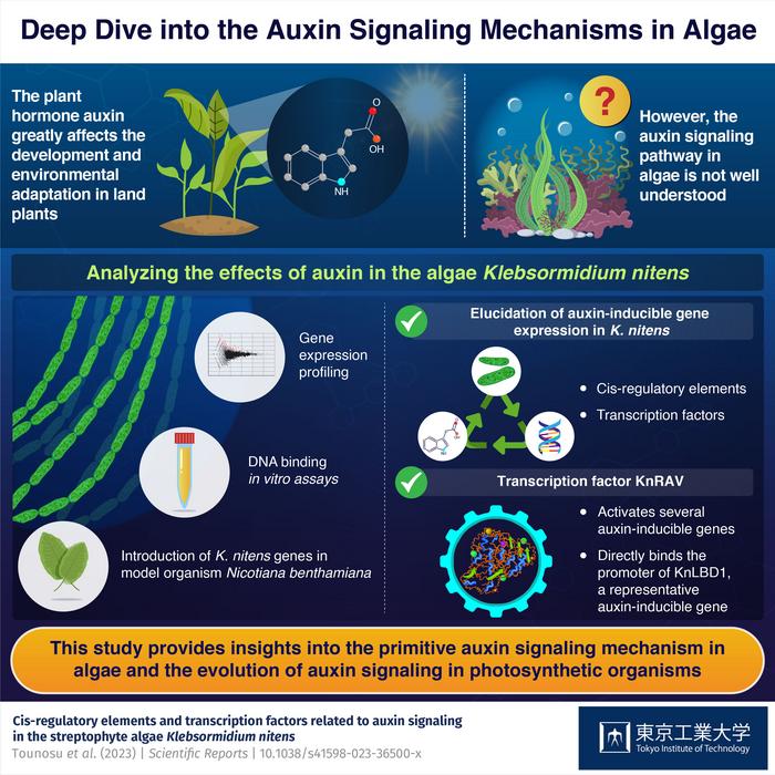Investigating the intricacies of auxin signal | EurekAlert!