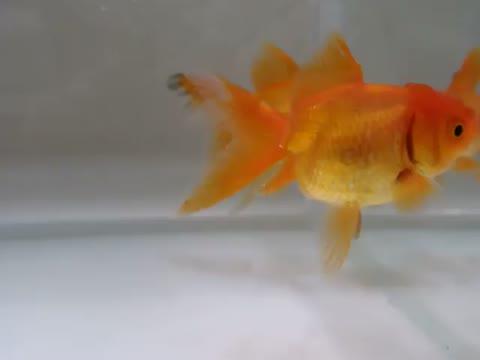 Sequenced Goldfish Genome May Improve Utility | EurekAlert!