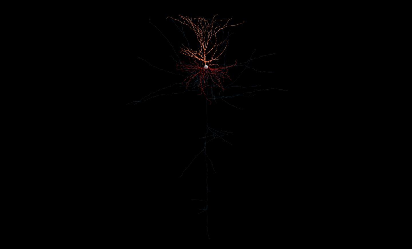 Human Neuron Reconstruction [IMAGE] | EurekAlert! Science News Releases