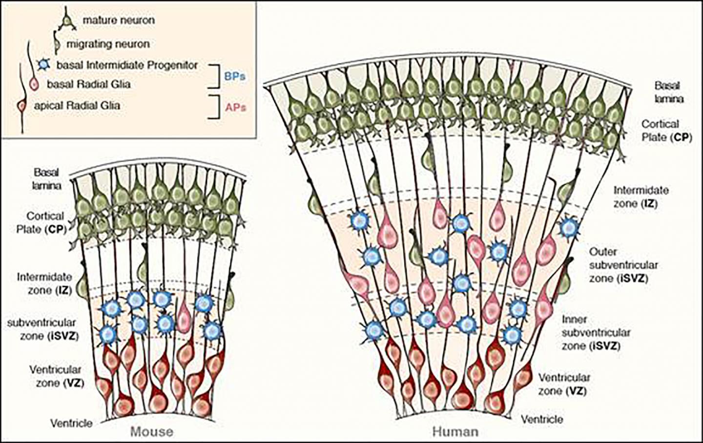 Small Mutation Contributed to Evolution of Bi | EurekAlert!