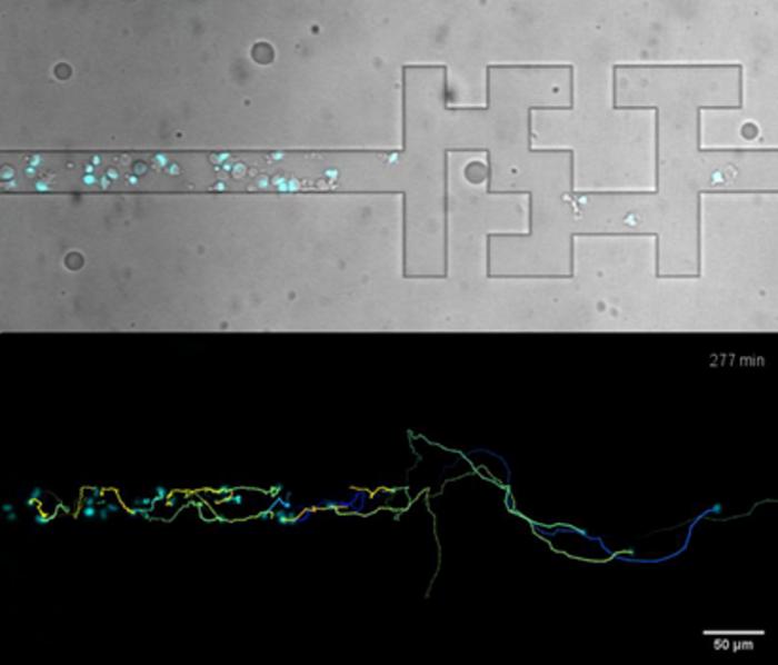 Dendritic cells [IMAGE] | EurekAlert! Science News Releases