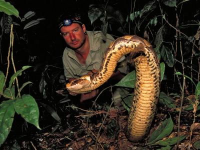 Gaboon Viper, Cameroon [IMAGE] | EurekAlert! Science News Releases