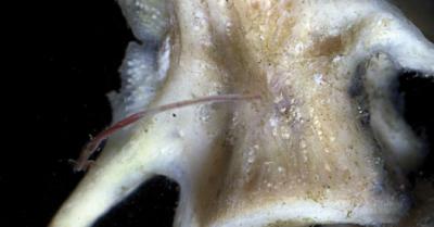 Female Osedax [IMAGE] | EurekAlert! Science News Releases