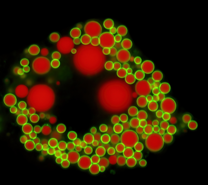 Fat droplets [IMAGE] | EurekAlert! Science News Releases