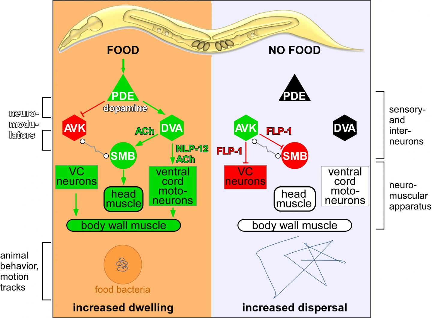 Is foraging behavior regulated the same way i | EurekAlert!
