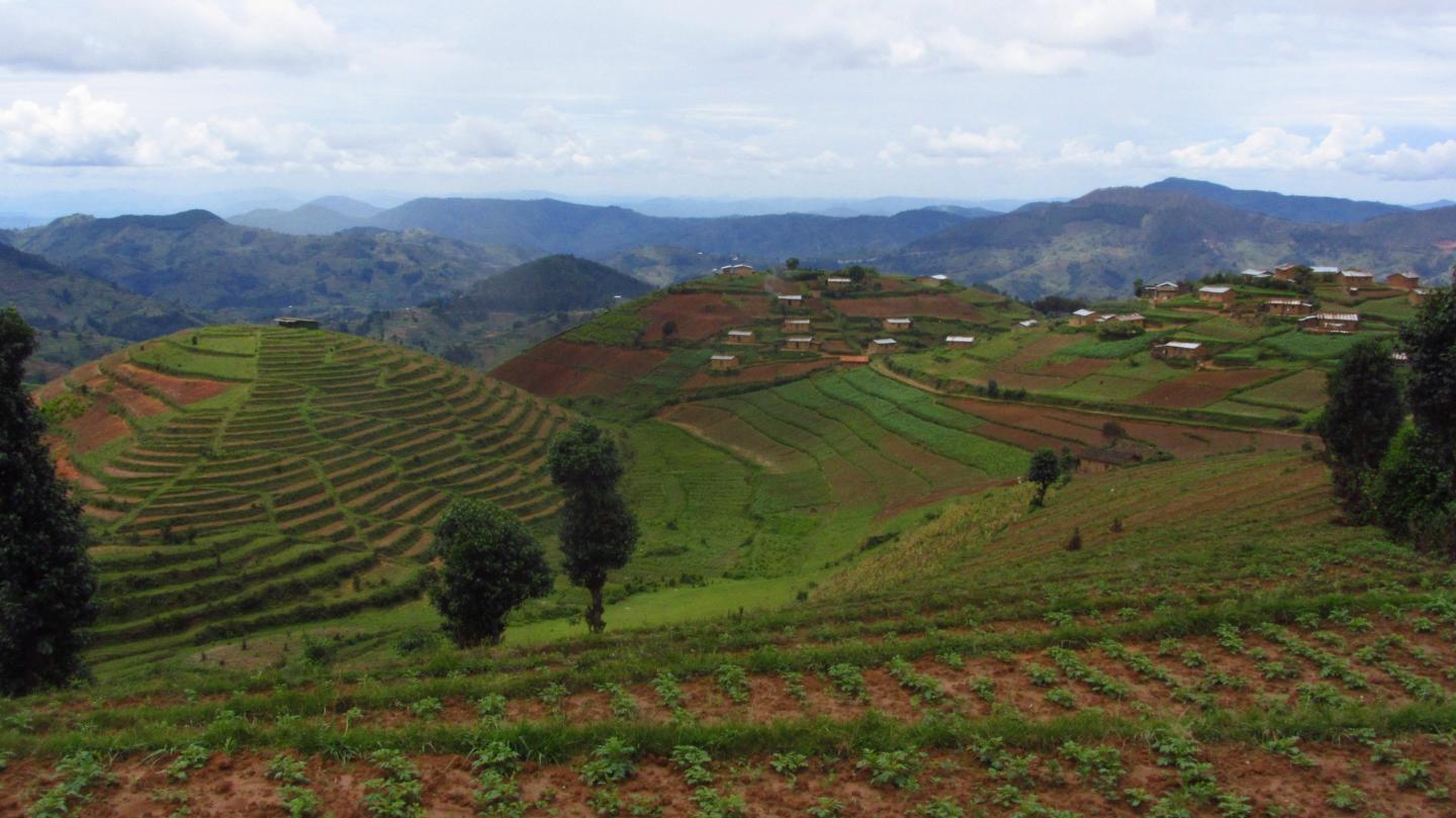 Rwandan Agriculture (3 of 3) [IMAGE] | EurekAlert! Science News Releases