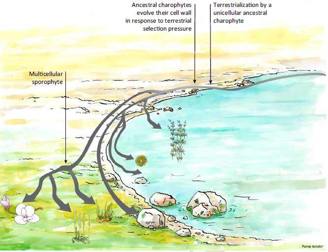 Evolution of Land Plants from [IMAGE] | EurekAlert! Science News Releases
