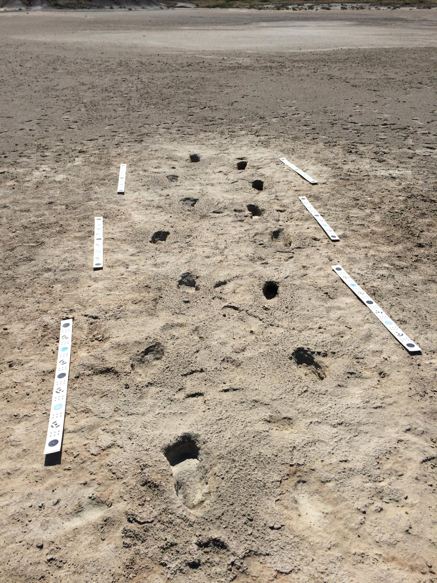 Ancient Humans Stalked Giant G [IMAGE] | EurekAlert! Science News Releases