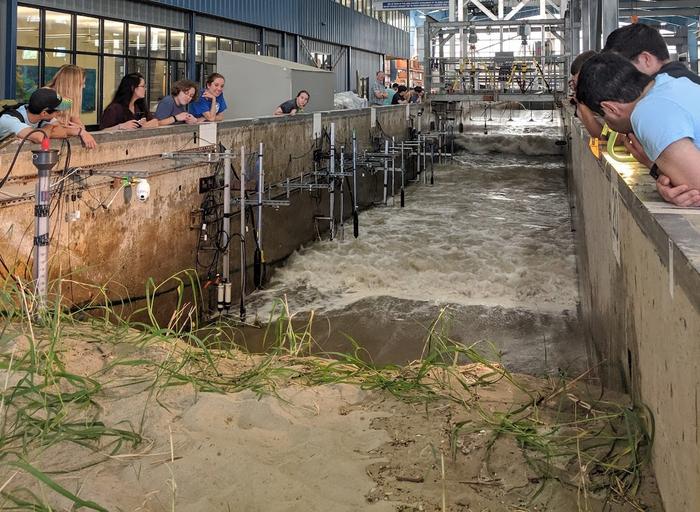 Newly planted vegetation accelerates dune ero | EurekAlert!