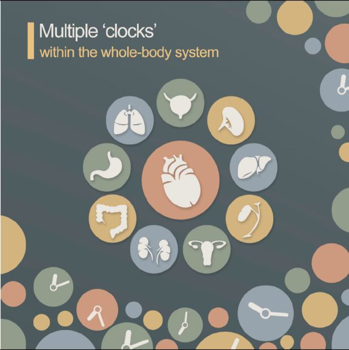 Study finds distinct biological ages across i | EurekAlert!