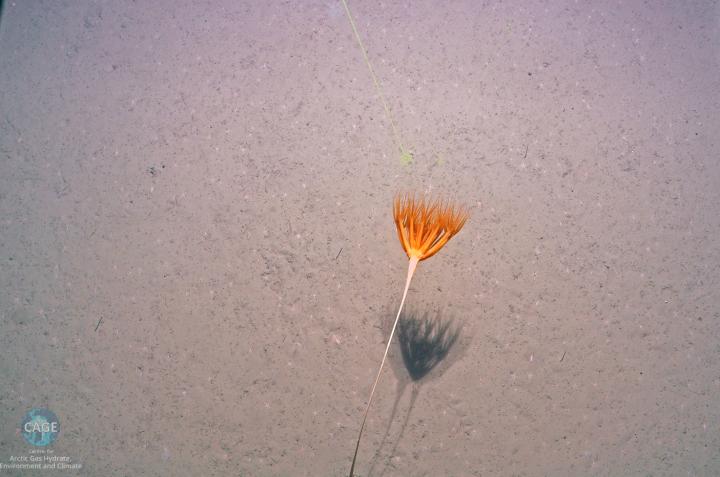 Deep Arctic Ocean Methane Seep [IMAGE] | EurekAlert! Science News Releases