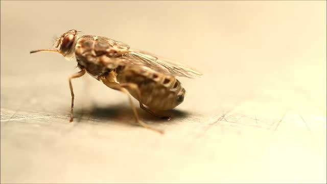 Tsetse Fly Genome Could Help Combat Sleeping | EurekAlert!