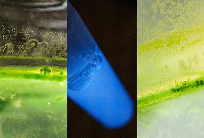 lab shots [IMAGE] | EurekAlert! Science News Releases