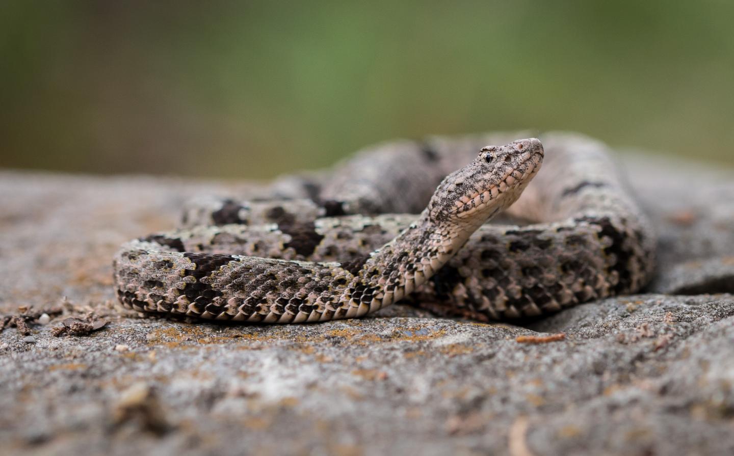 A Banded Rock Rattlesnake [IMAGE] | EurekAlert! Science News Releases