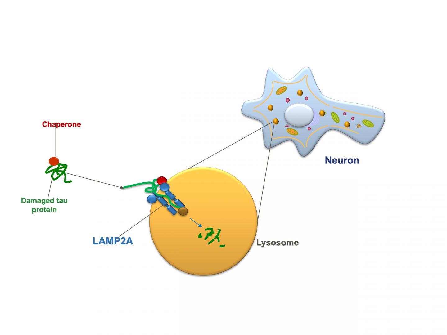 Chaperone-mediated Autophagy [IMAGE] | EurekAlert! Science News Releases