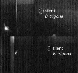 Bats Foiled by Moth Sonar-Jamming (3 of 5) | EurekAlert!