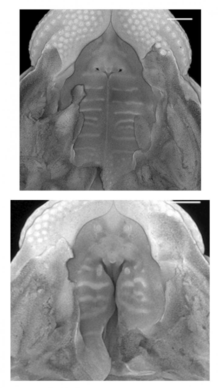 Researchers use mouse model to study craniofa | EurekAlert!