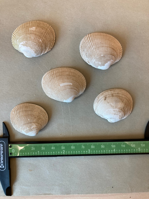 Shells [IMAGE] | EurekAlert! Science News Releases