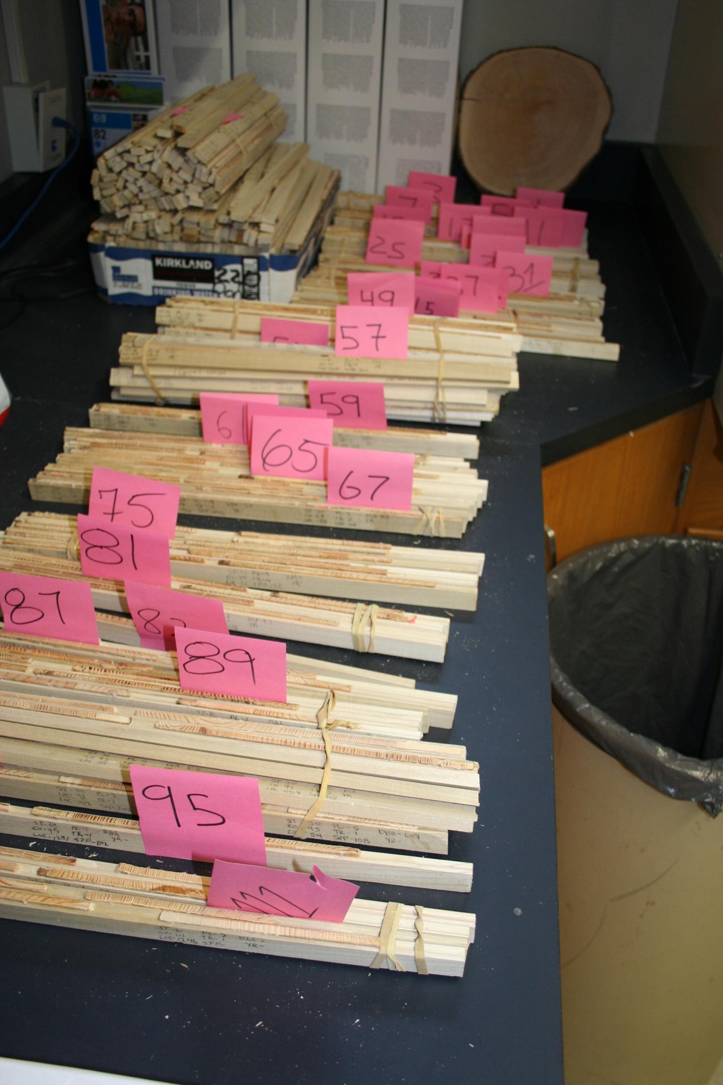 Tree Cores from the US Forest [IMAGE] | EurekAlert! Science News Releases