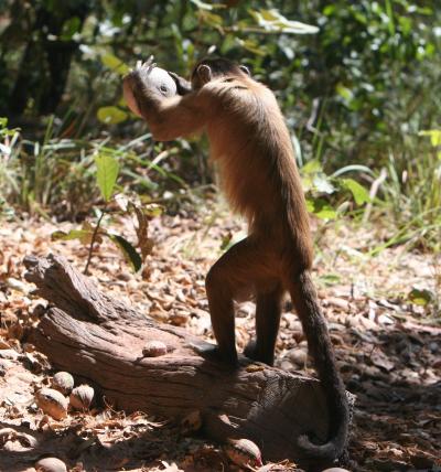 Bearded Capuchin Monkeys (2 of [IMAGE] | EurekAlert! Science News Releases