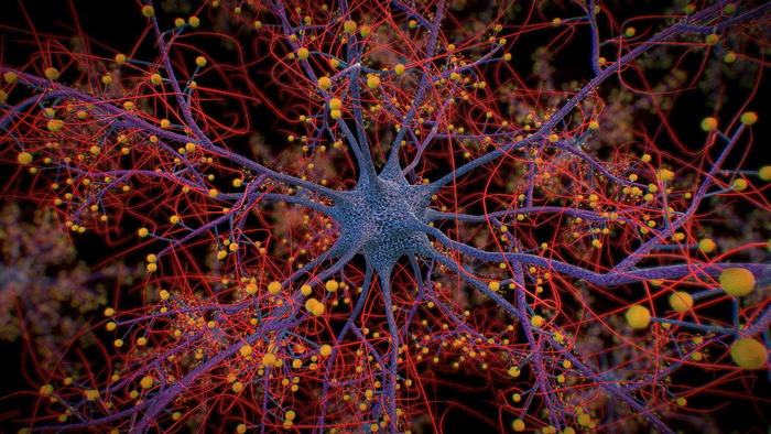 Analyzing human cognition and [IMAGE] | EurekAlert! Science News Releases