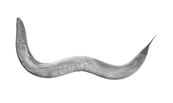 C. elegans Worm [IMAGE] | EurekAlert! Science News Releases