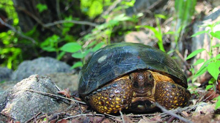 Tortoise [IMAGE] | EurekAlert! Science News Releases