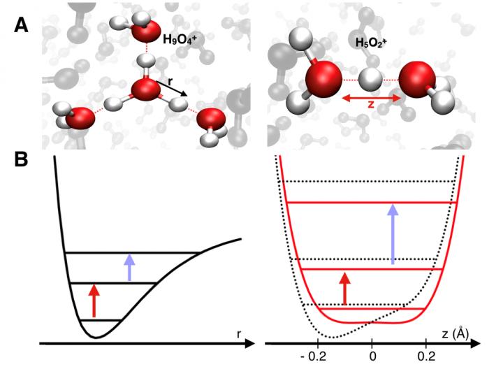 Water makes the proton shake | EurekAlert!
