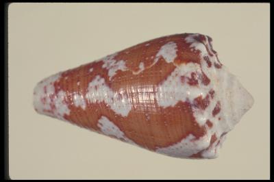 Conus regius [IMAGE] | EurekAlert! Science News Releases