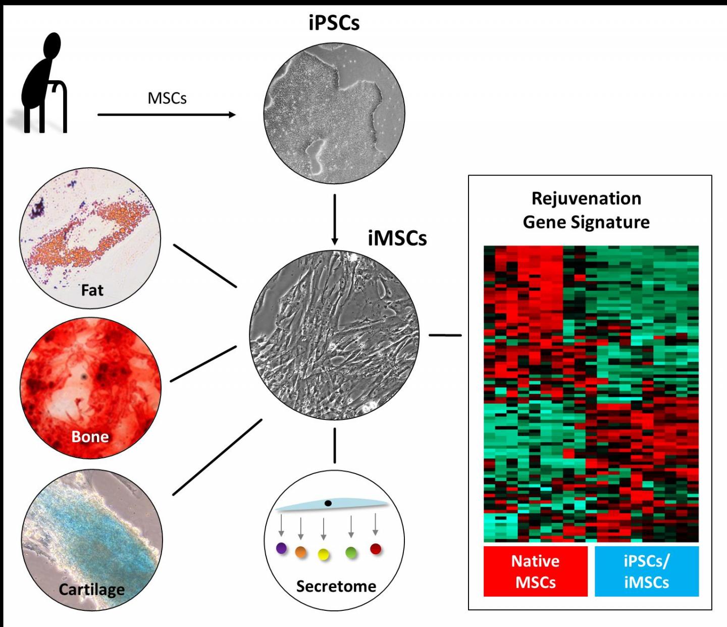 Human iPSC-derived MSCs from aged individuals | EurekAlert!