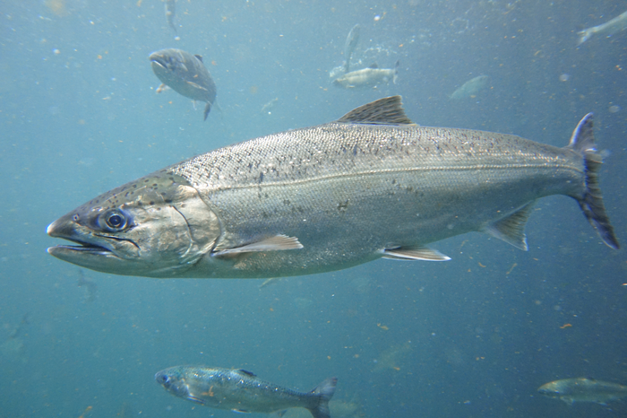 Coho salmon [IMAGE] | EurekAlert! Science News Releases