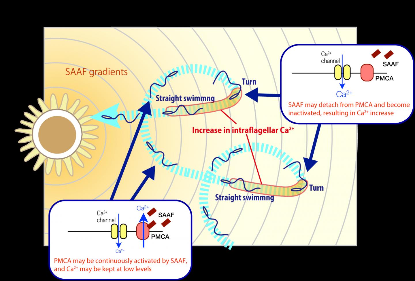 PMCA and SAAF Cell Signalling [IMAGE] | EurekAlert! Science News Releases