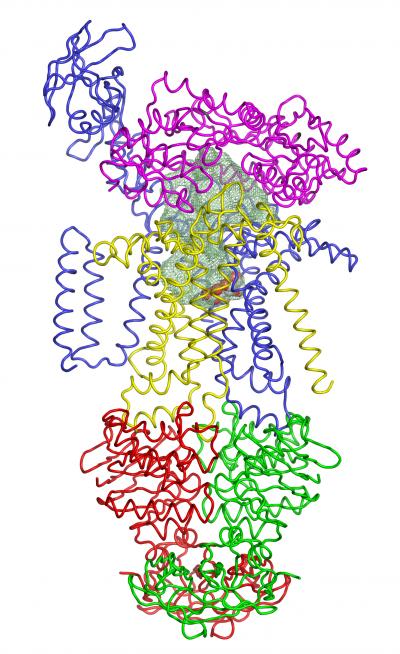 Conformation of Proteins [IMAGE] | EurekAlert! Science News Releases