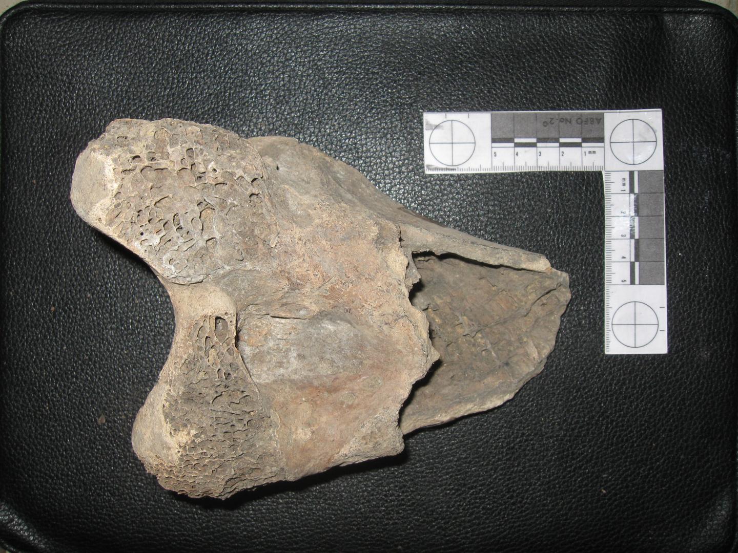 Humans Were in Madagascar 6,000 Years Earlier | EurekAlert!