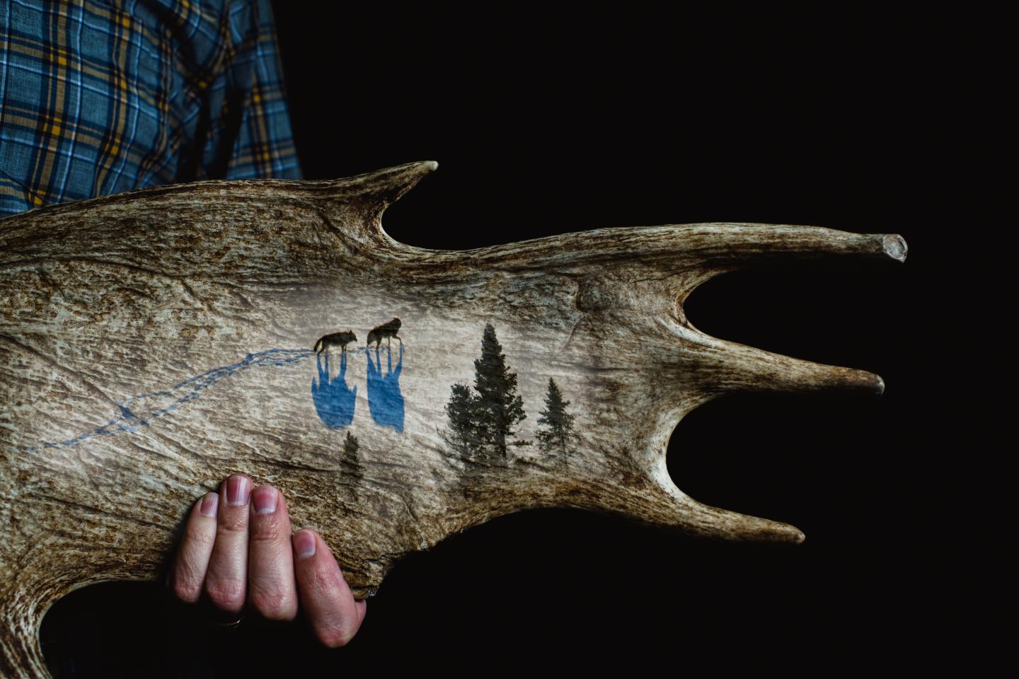 Isle Royale: Wolves, Moose, Fo [IMAGE] | EurekAlert! Science News Releases