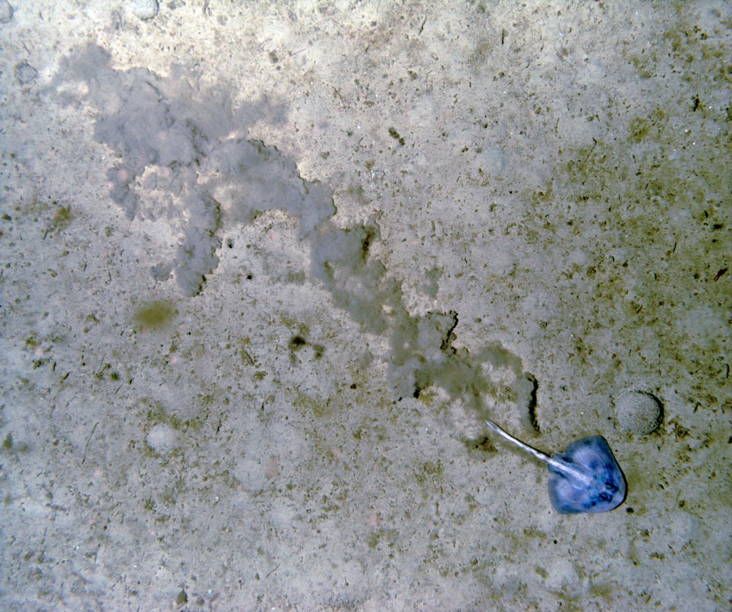 Swimming Ray [IMAGE] | EurekAlert! Science News Releases