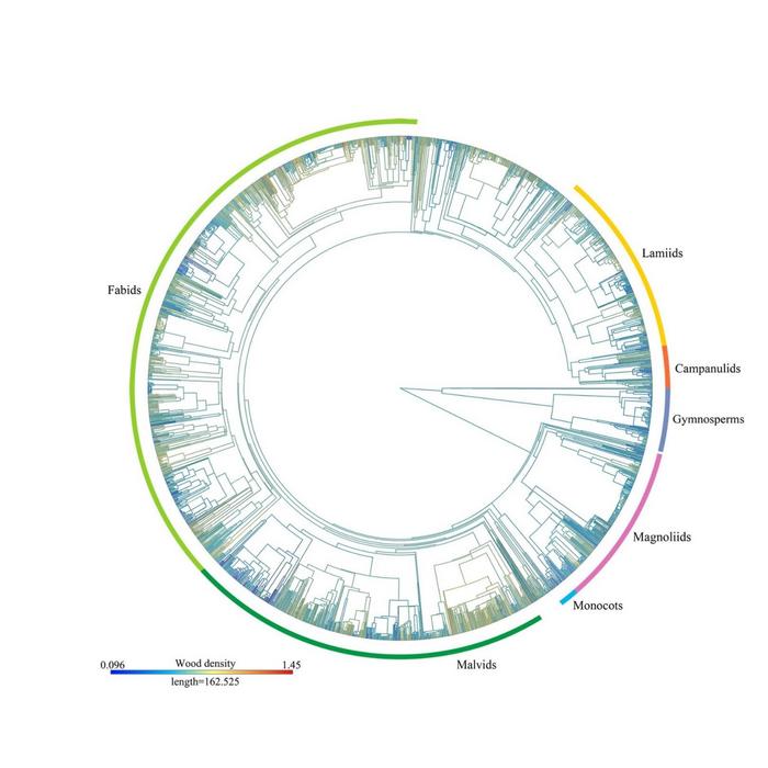 Evolutionary history shapes variation of wood | EurekAlert!